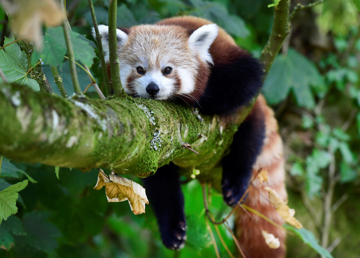 Red pandas may be two different species, raising conservation questions ...