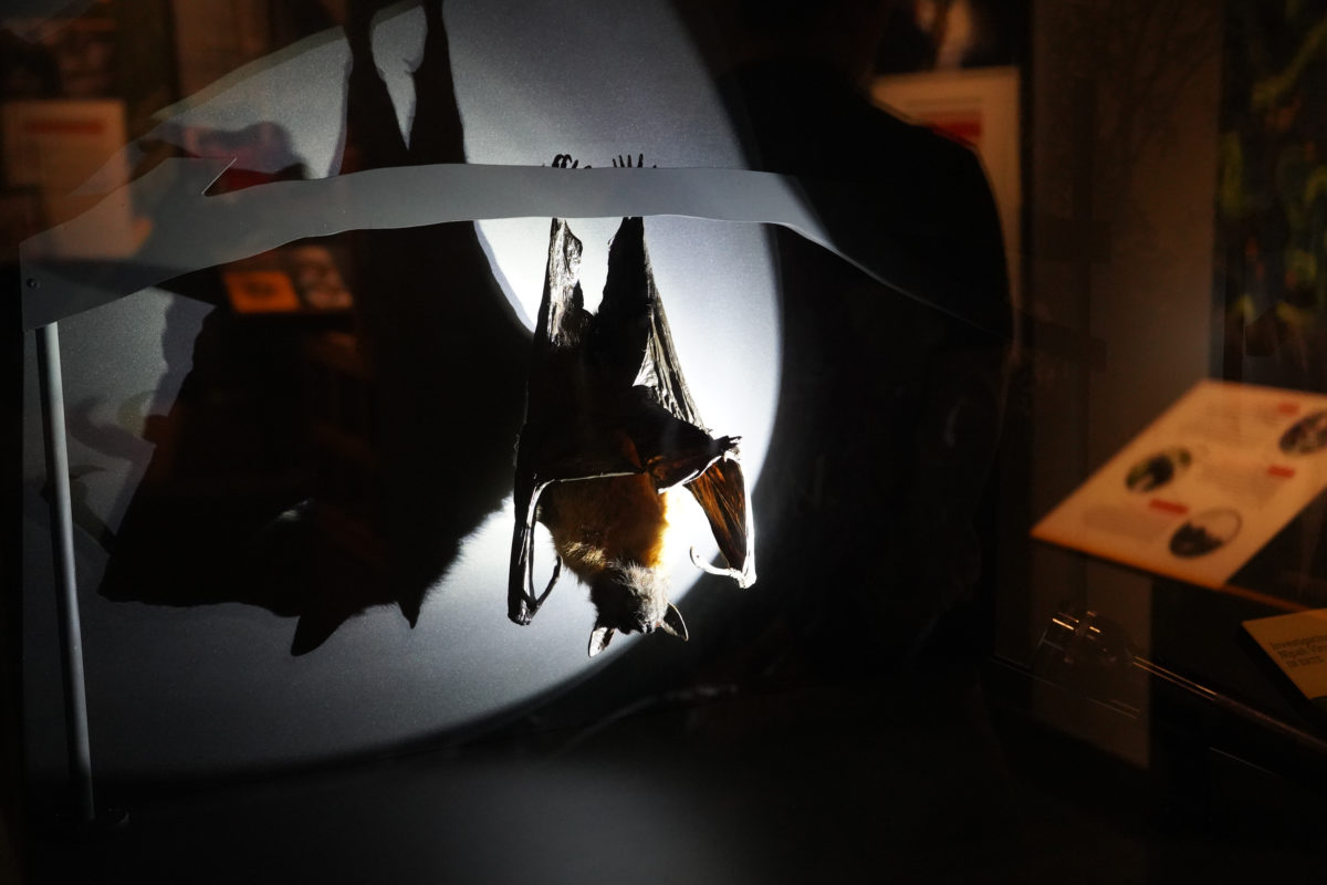 Analysis: How we can prevent the next pandemic | PBS NewsHour