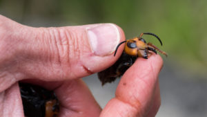 Washington state discovers first ‘murder hornet’ nest in U.S. | PBS ...