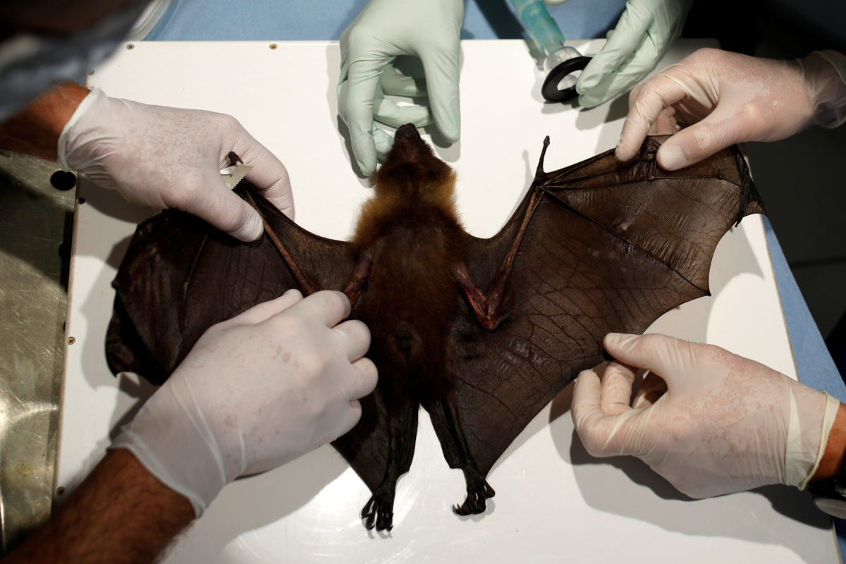 Scientists focus on bats for clues to prevent next pandemic | PBS News