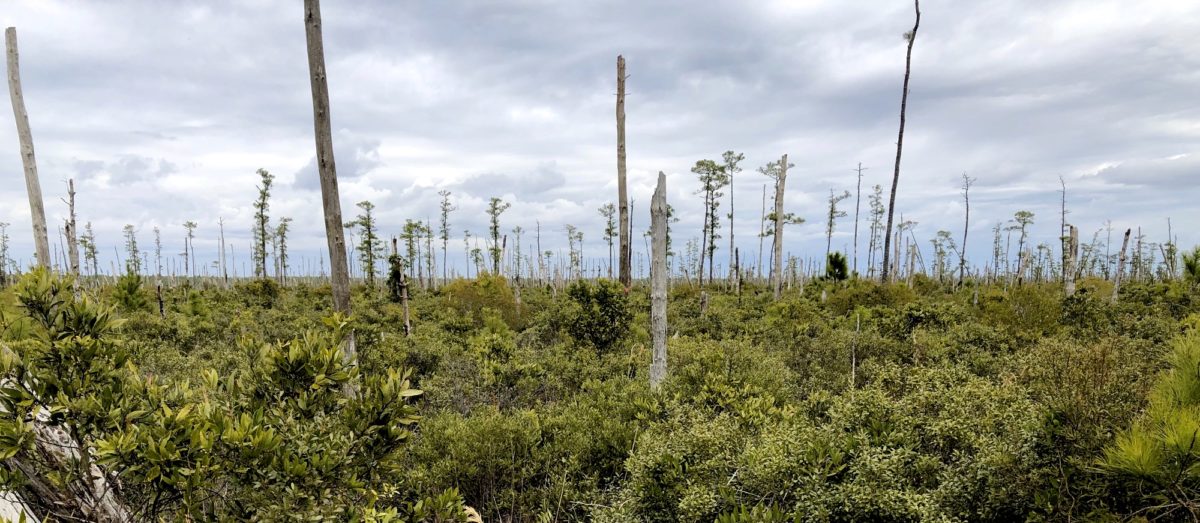 Rising sea levels are creating ‘ghost forests’ of coastal trees | PBS News