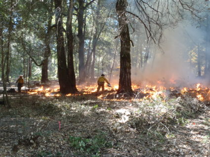 ‘Fire is medicine’: How Indigenous practices could help curb wildfires ...