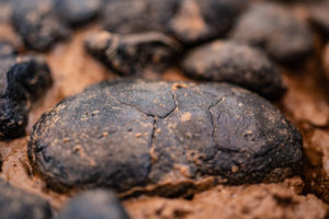 The race for electric vehicle parts leads to risky deep-ocean mining ...