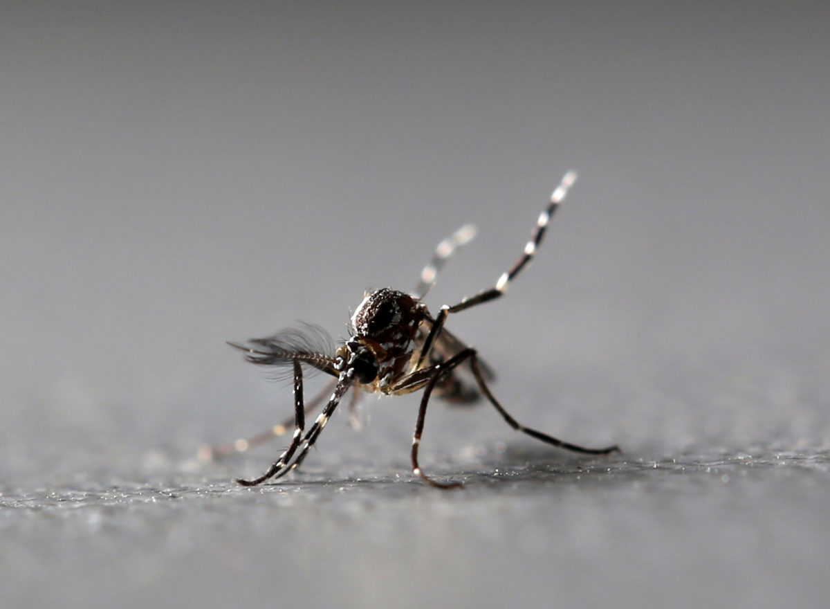 What to know about chikungunya, the virus spreading in southern China ...
