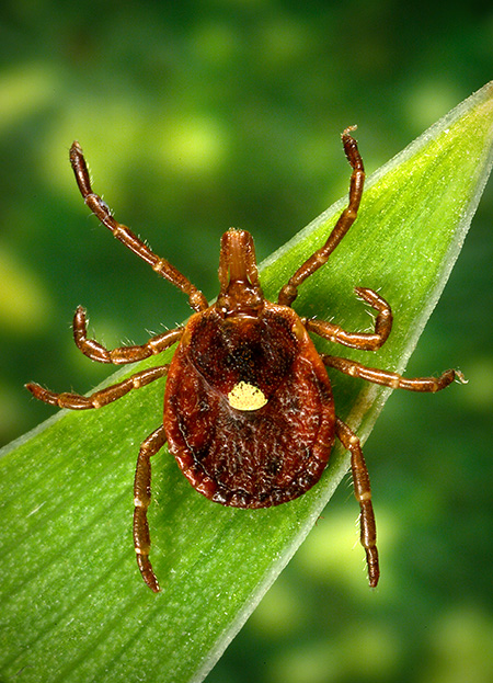 Why Lyme and other tick-borne diseases are on the rise | PBS News