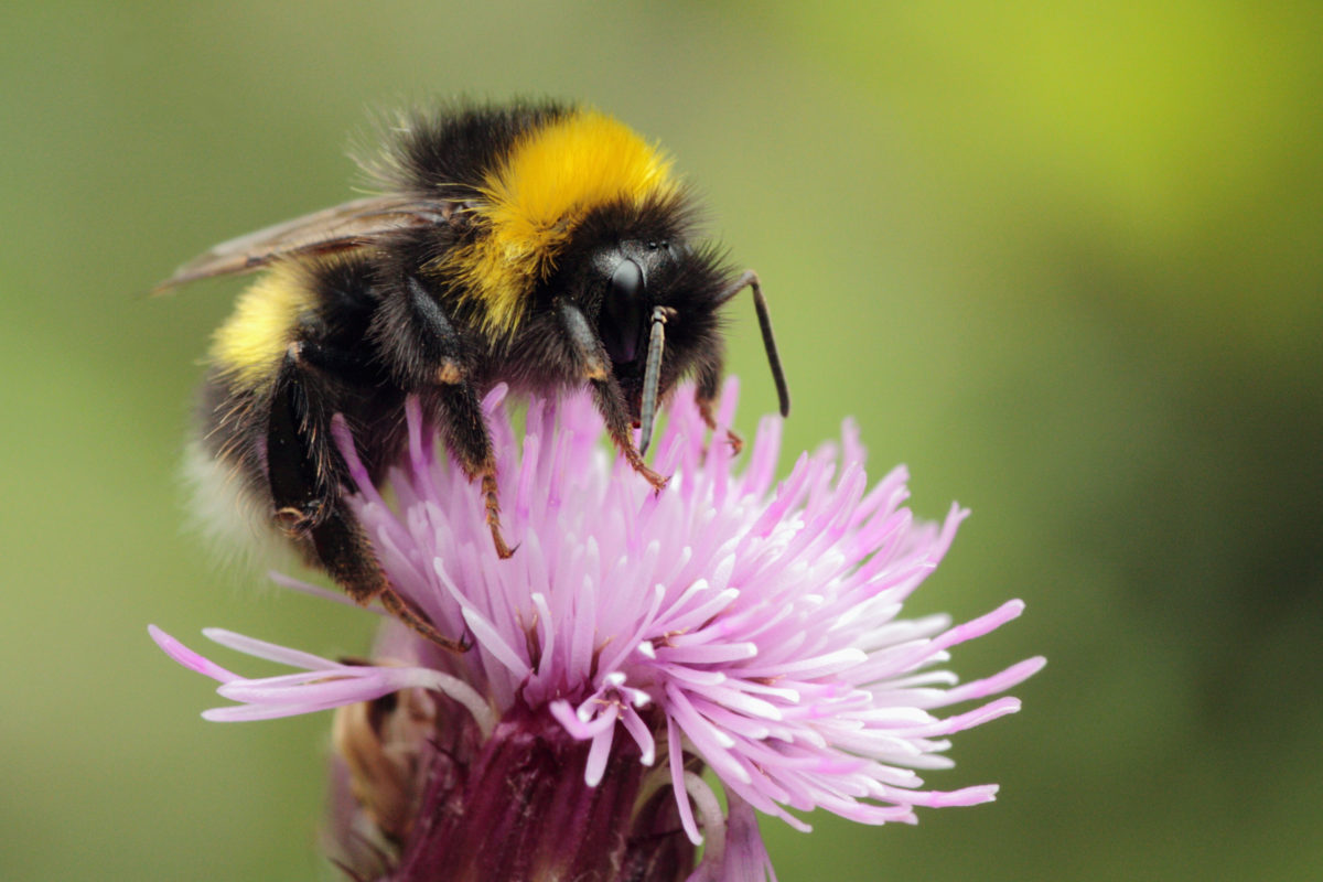 What genetic sequencing can reveal about the secret lives of bees | PBS ...