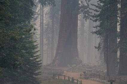 U.S. takes emergency action to save giant sequoias from wildfires | PBS ...