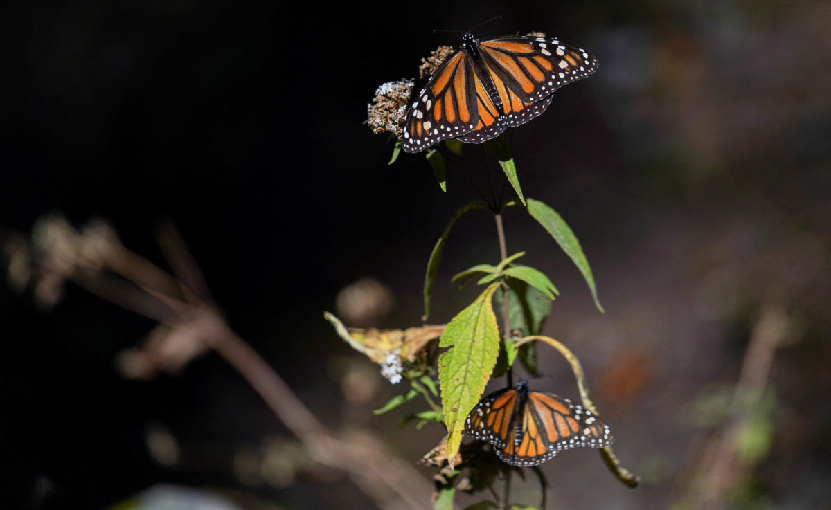 Monarch butterflies now classified as endangered | PBS News