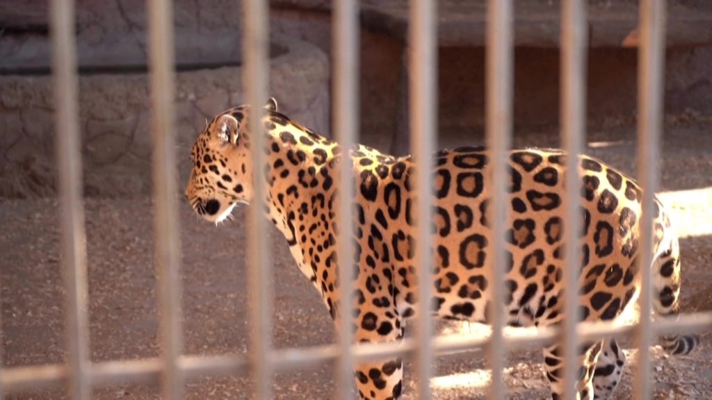 Conservationists work to protect endangered species in Iraq | PBS News