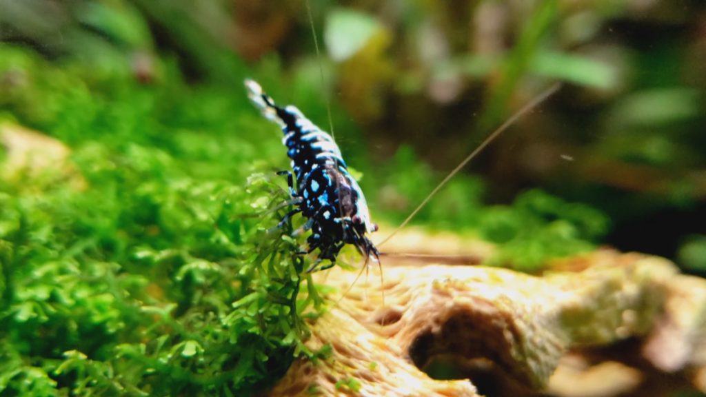 Viral ‘shrimp raves’ raise awareness of an endangered species | PBS ...