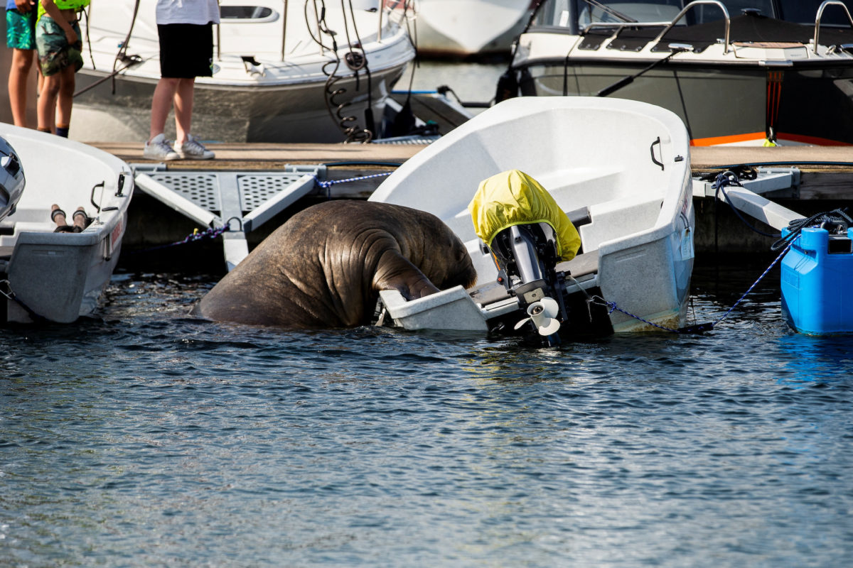 Freya the walrus euthanized by Norway officials | PBS News