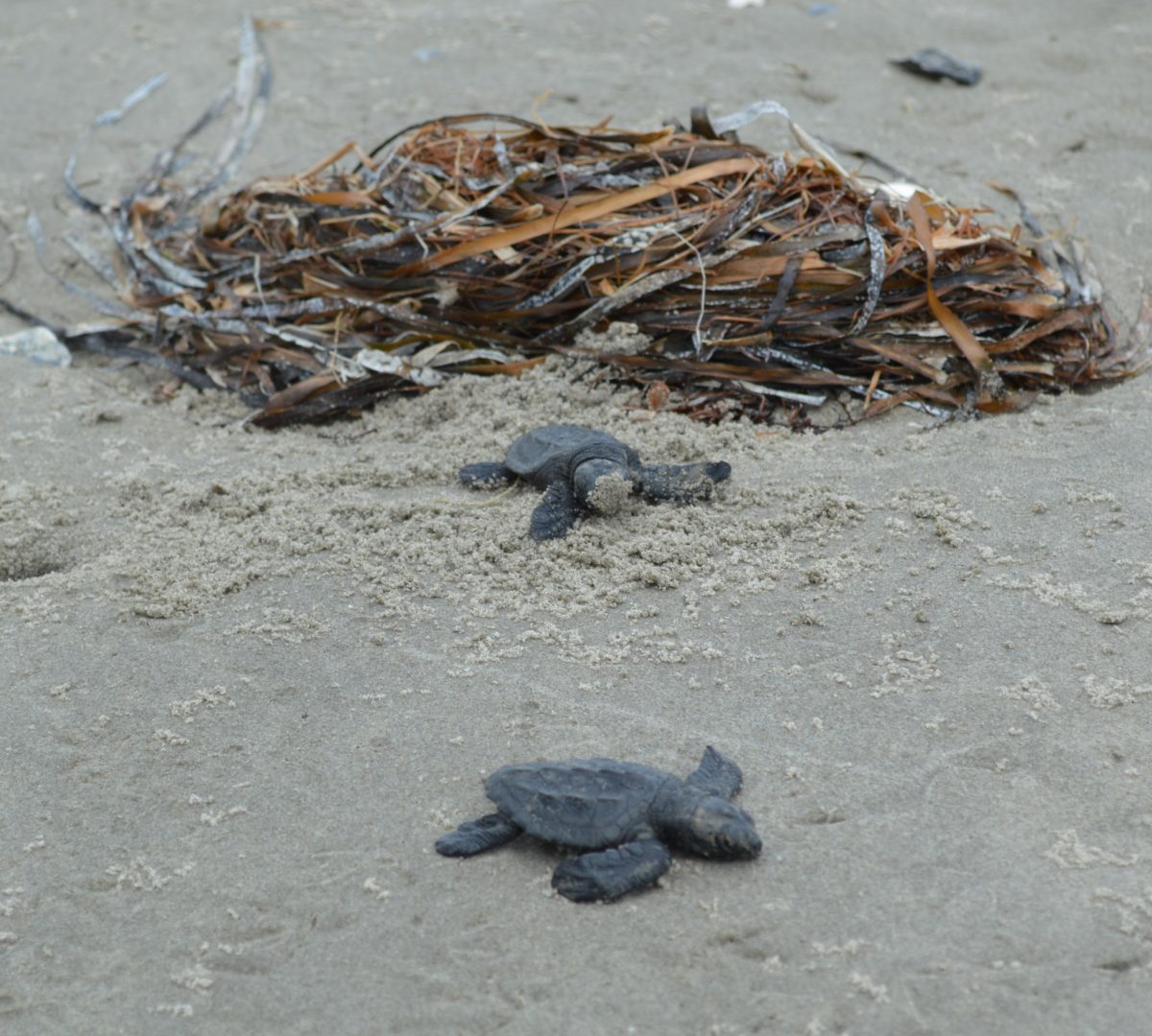 Scientists are shocked as a tiny endangered sea turtle returns to the ...