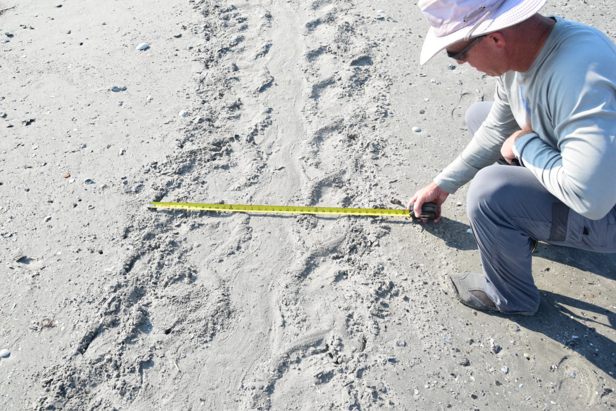Scientists are shocked as a tiny endangered sea turtle returns to the ...