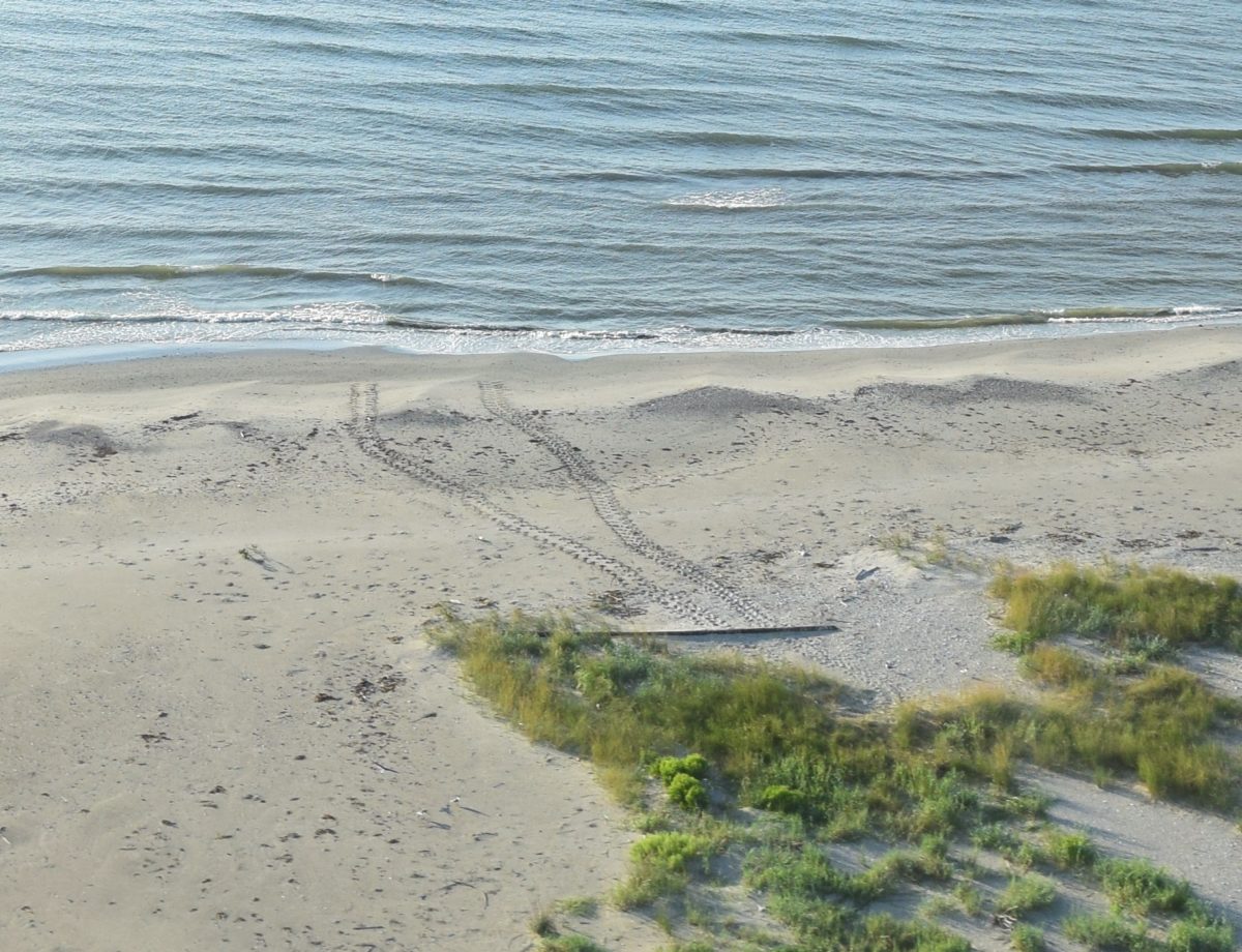 Scientists are shocked as a tiny endangered sea turtle returns to the ...