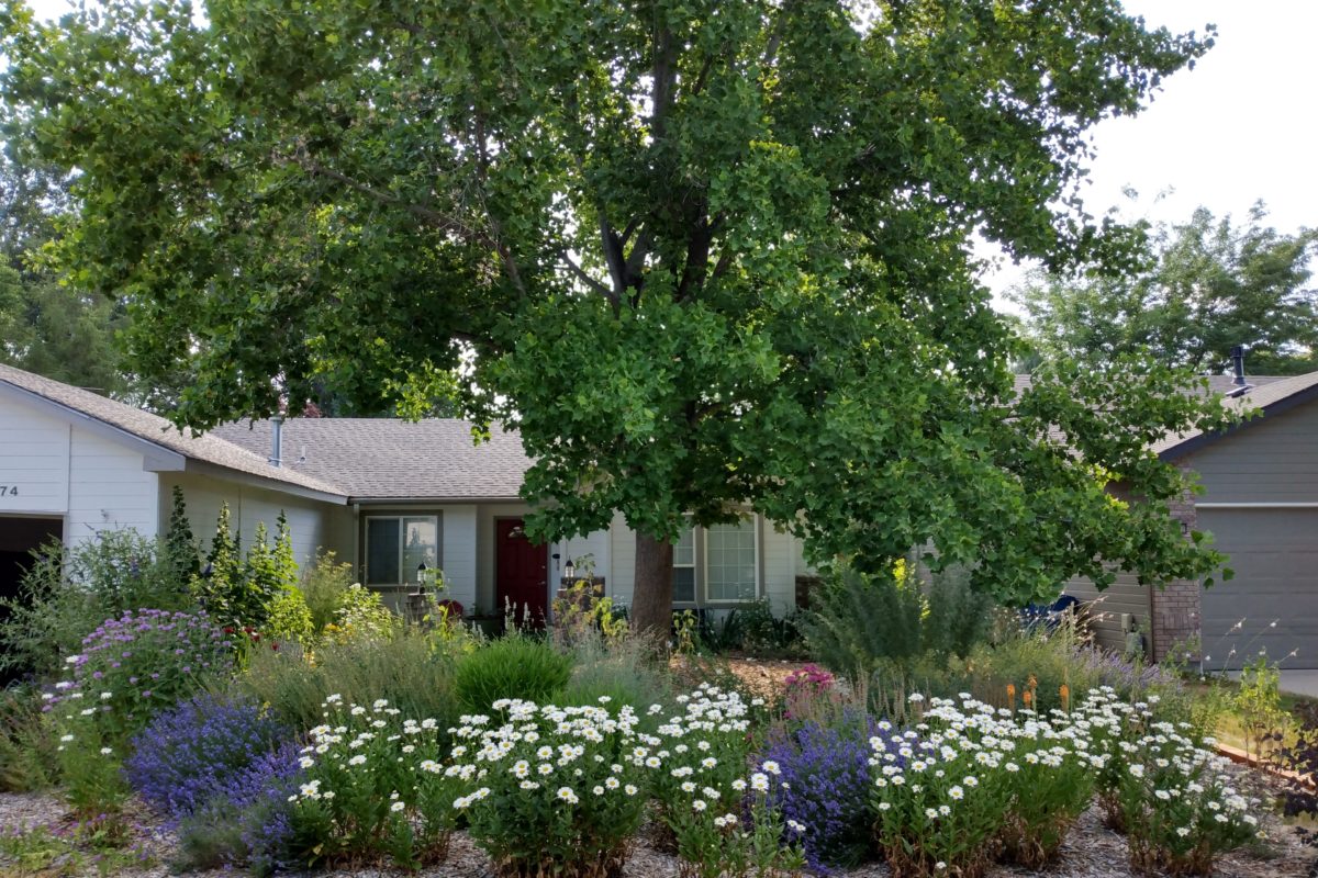 What is xeriscaping? How you can turn your lawn into a sustainable ...