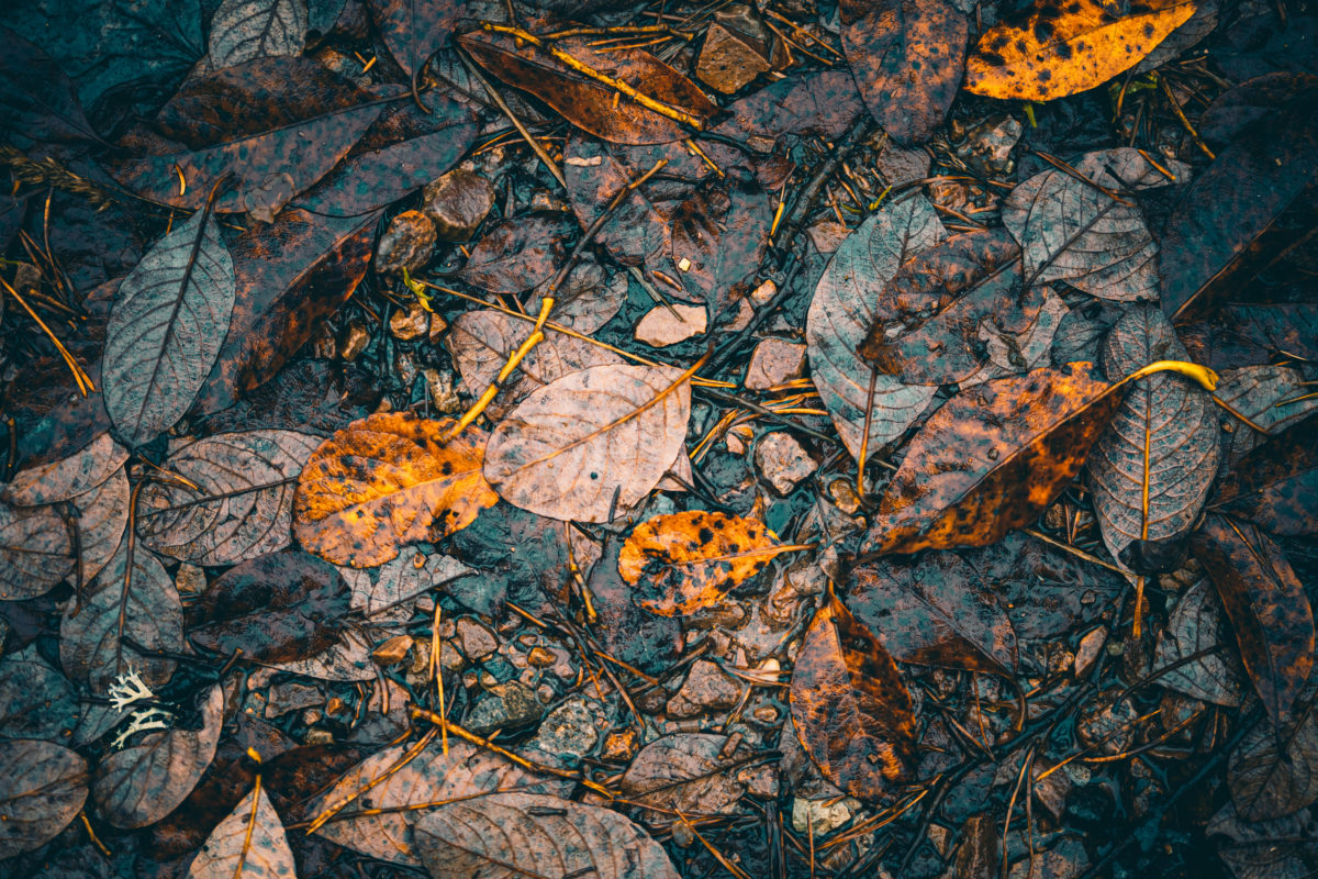 The science behind the aroma of fall | PBS News