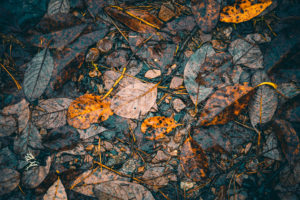 The science behind the aroma of fall | PBS News