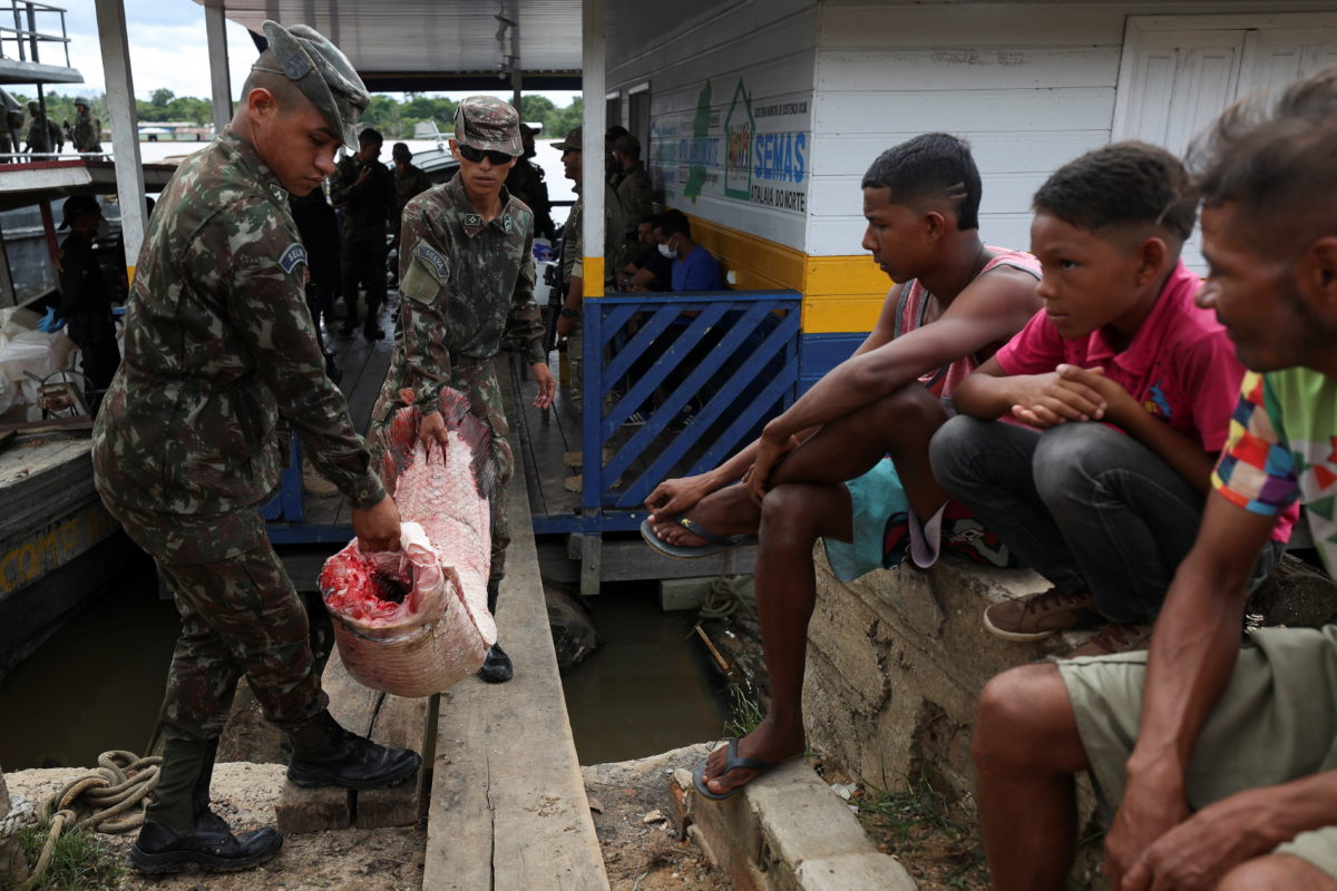 In the Amazon rainforest, a giant fish makes a comeback thanks to ...