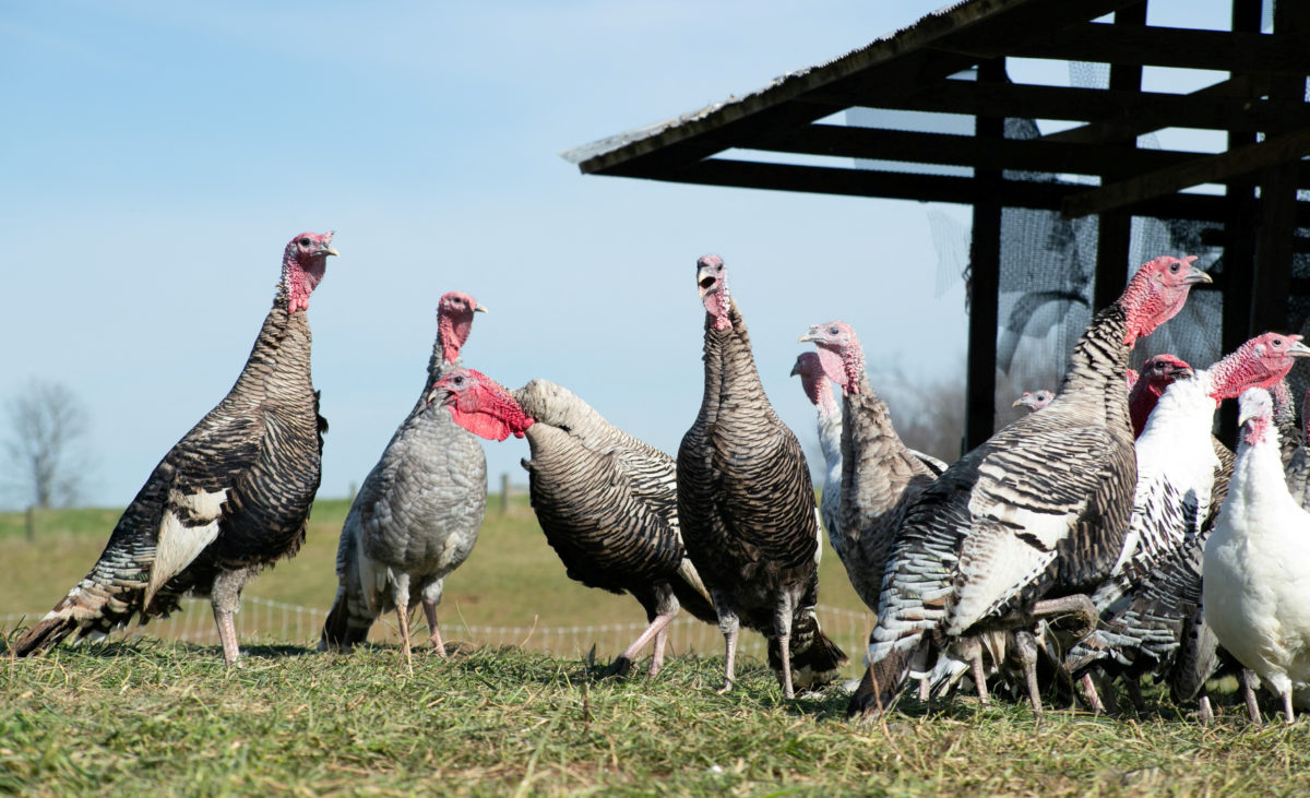 Why the ongoing bird flu outbreak is driving up poultry costs ahead of ...