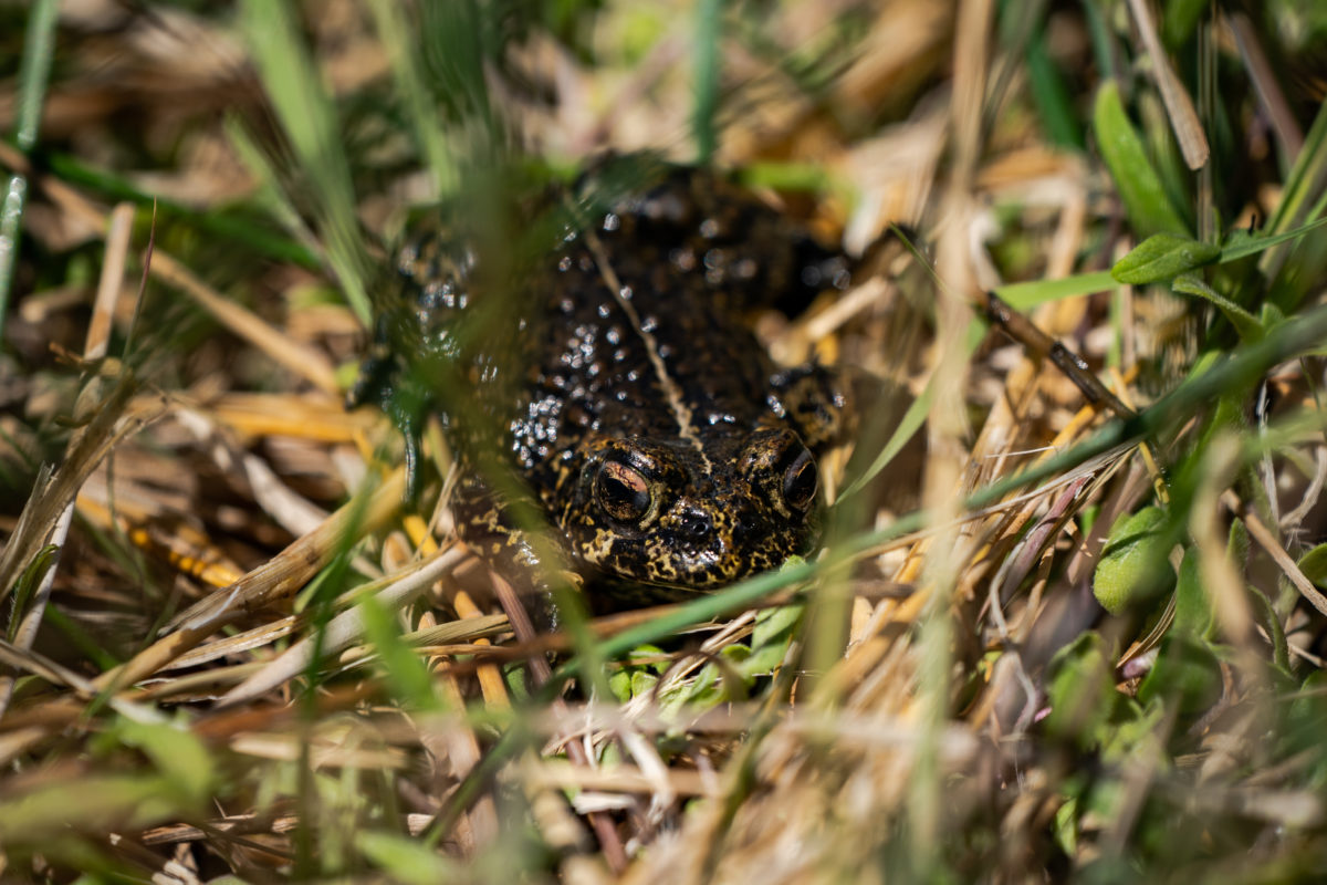 Nevada toad threatened by geothermal power project gets endangered ...