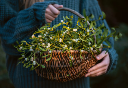 How mistletoes are expected to fare on a warming planet | PBS News
