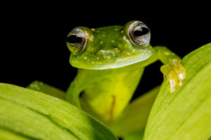 Scientists discover the secret power that makes glass frogs transparent ...