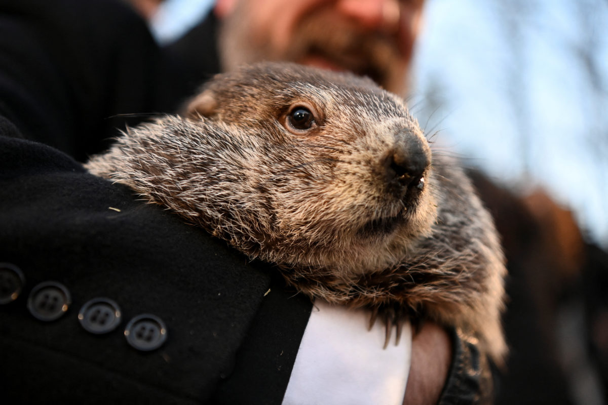 Punxsutawney Phil predicts 6 more weeks of winter on Groundhog's Day ...