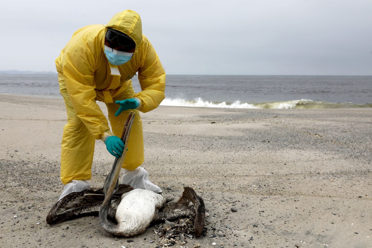 Why a bird flu outbreak at a mink farm is reigniting public health ...