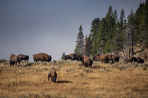 U.S. to restore more bison herds on tribal lands by tapping Indigenous ...