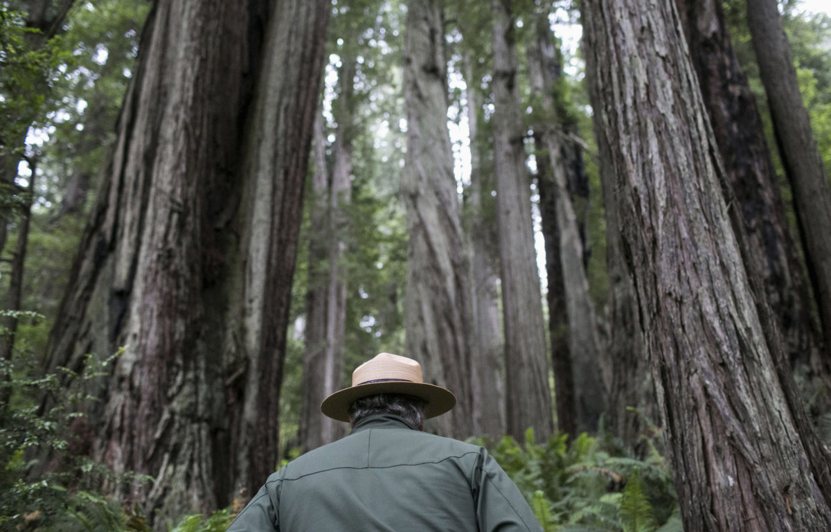 U.S. completes old-growth forest inventory, plans to protect woodlands ...