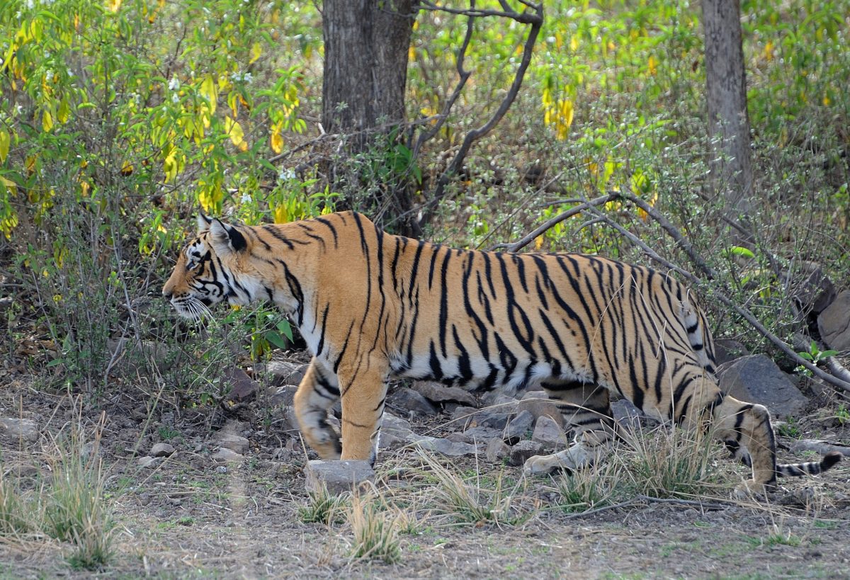 As India’s tiger count grows, Indigenous groups protest evictions from ...