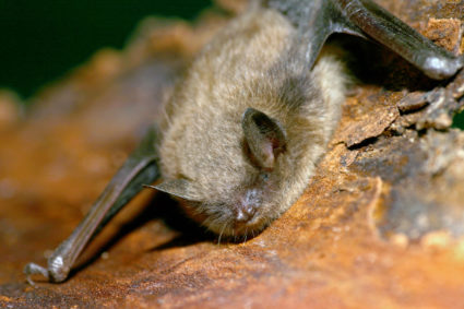 Little brown bats provide ‘glimmer of hope’ against a species ...