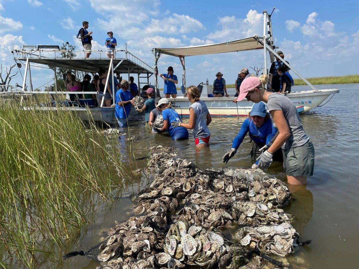 Restaurants in New Orleans are recycling oyster shells to save precious coastline | PBS News