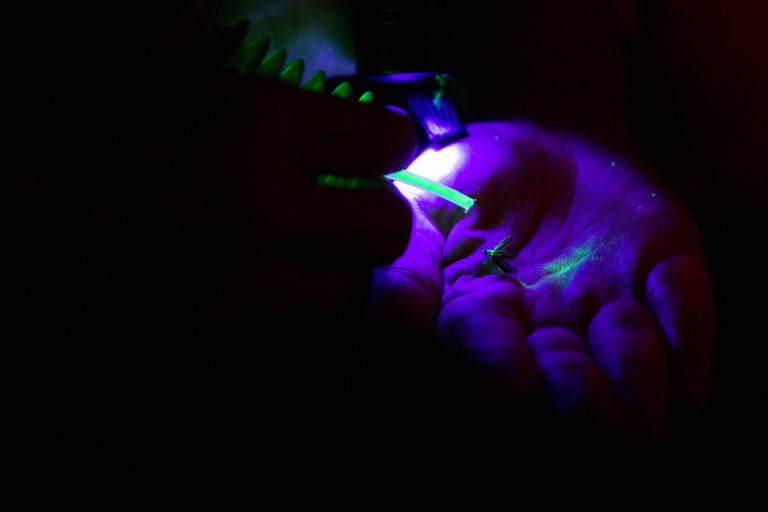 For insects that glow, artificial light is killing the vibe | PBS News