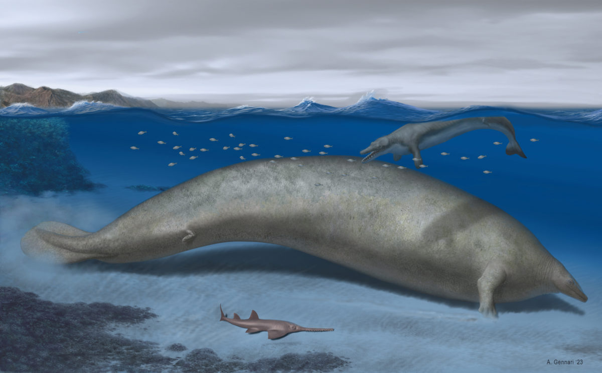 New species of ancient whale found in Peru may be heaviest animal ever ...