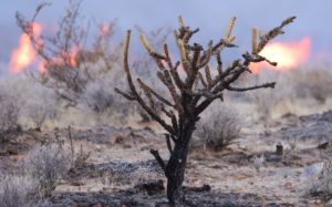 Massive wildfire threatens iconic Joshua trees despite progress taming ...