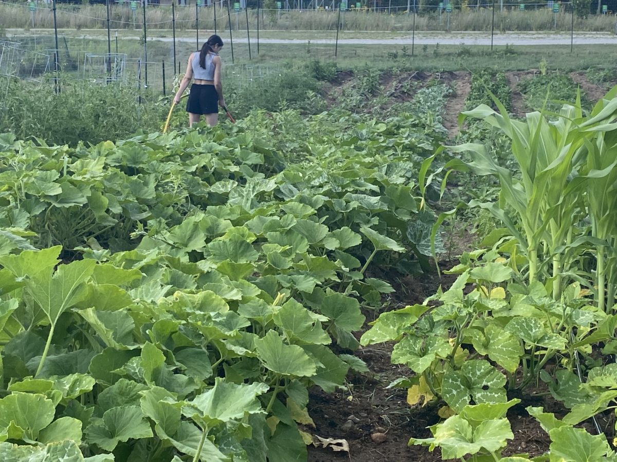How gardens enable refugees and immigrants to put down roots in new ...