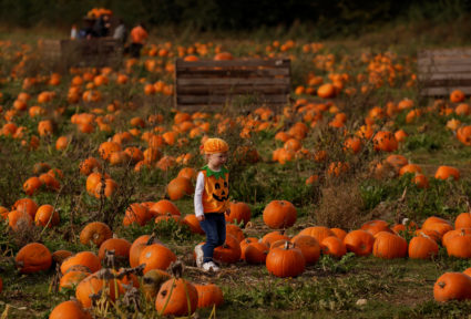 Extreme weather creates a scary sight for U.S. pumpkin patches this ...
