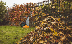 Experts give you permission to stop raking your leaves this fall. Here ...