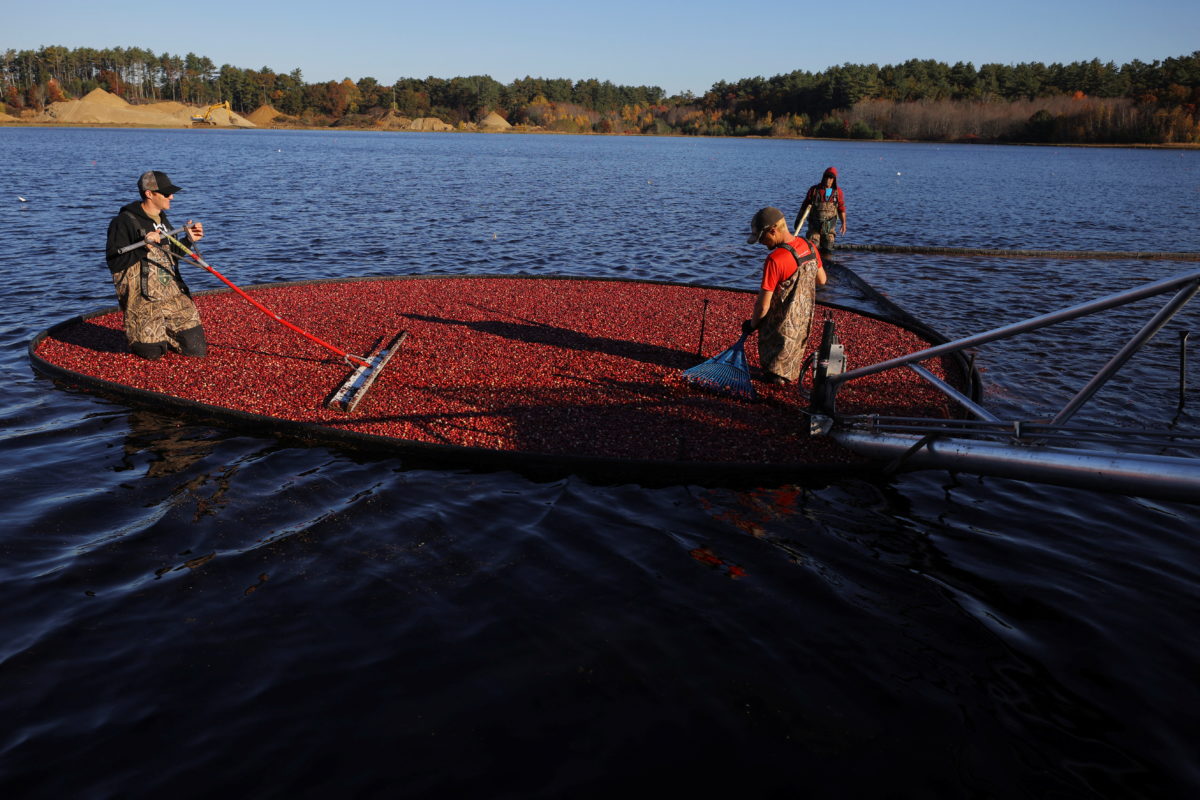 The botany behind why cranberries became a Thanksgiving staple | PBS News