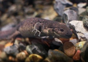 'Adopt an axolotl' campaign in Mexico aims to help save critically ...