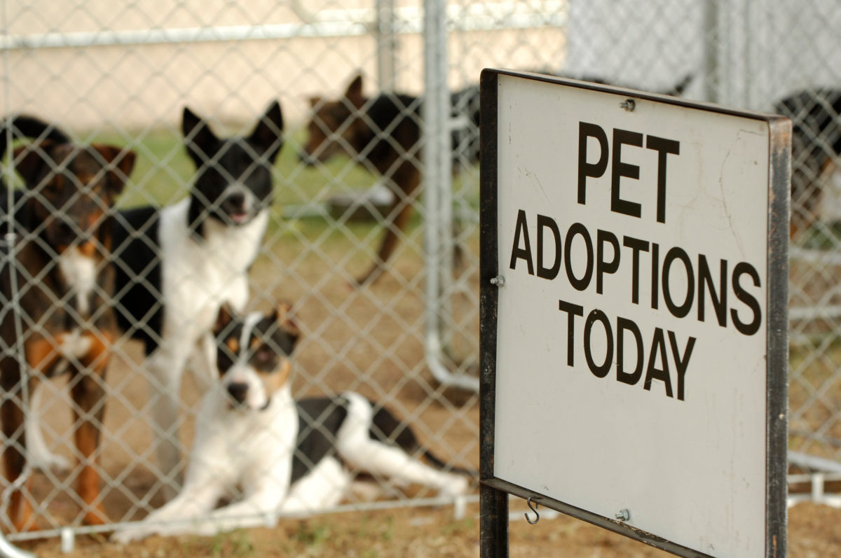 U.S. animal shelters are overcrowded with pets from families facing ...