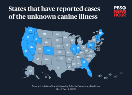 7 questions answered about the unidentified dog respiratory illness ...