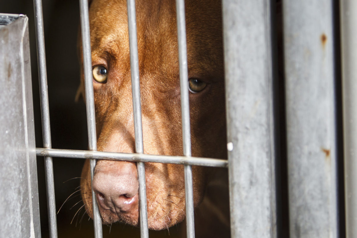 Why experts worry more pet owners may skip rabies shots over vaccine ...