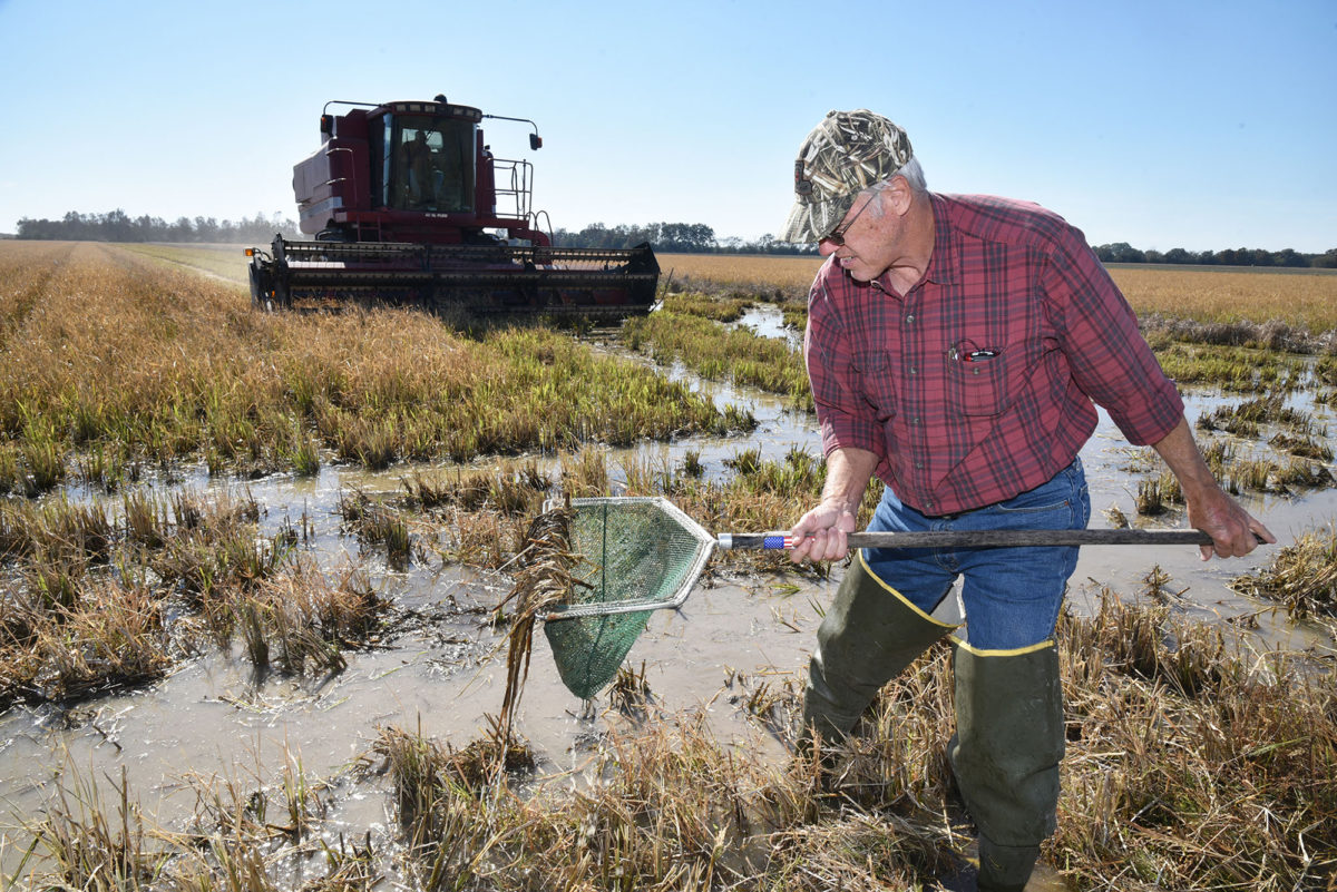 Why farmers are worried about Louisiana’s beloved crawfish | PBS News