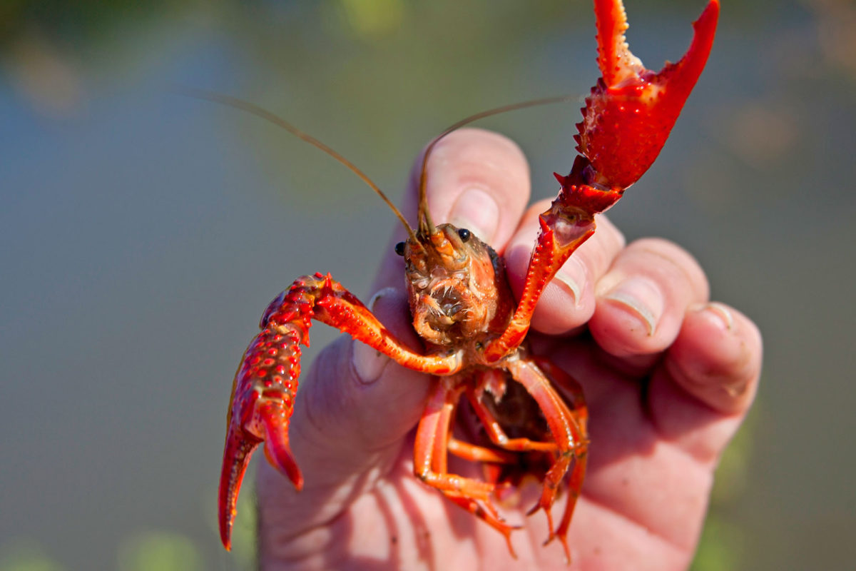 Why farmers are worried about Louisiana’s beloved crawfish | PBS News