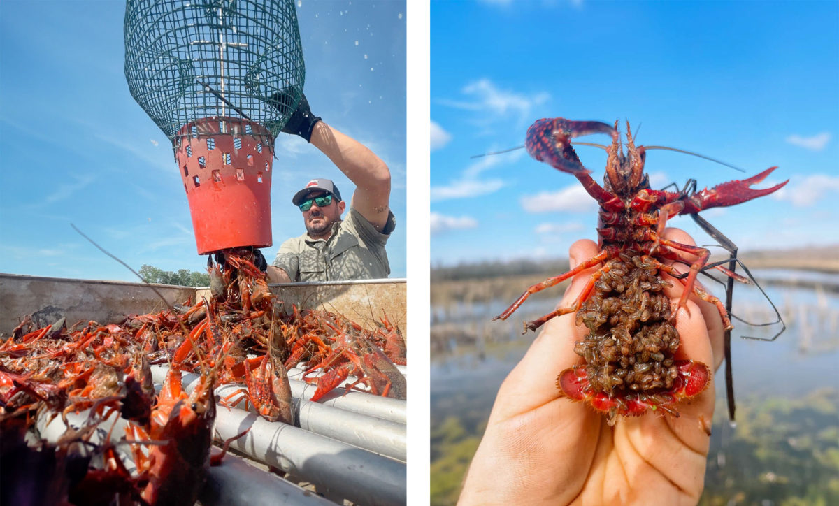 Why farmers are worried about Louisiana’s beloved crawfish | PBS News