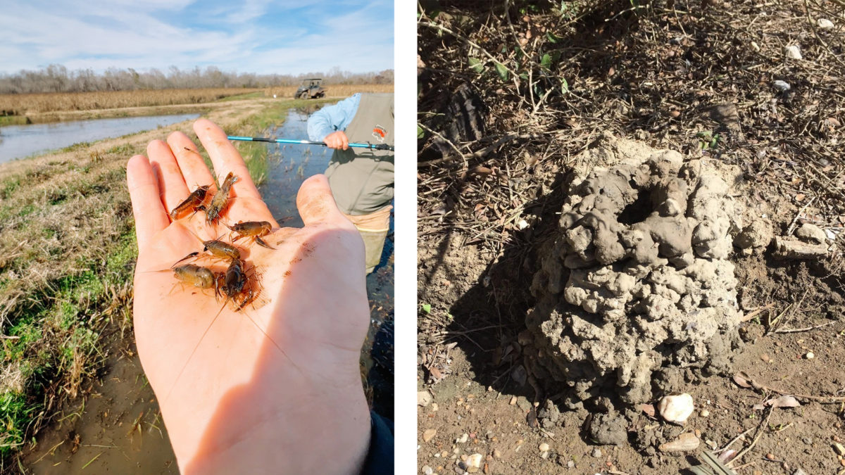 Why farmers are worried about Louisiana’s beloved crawfish | PBS News