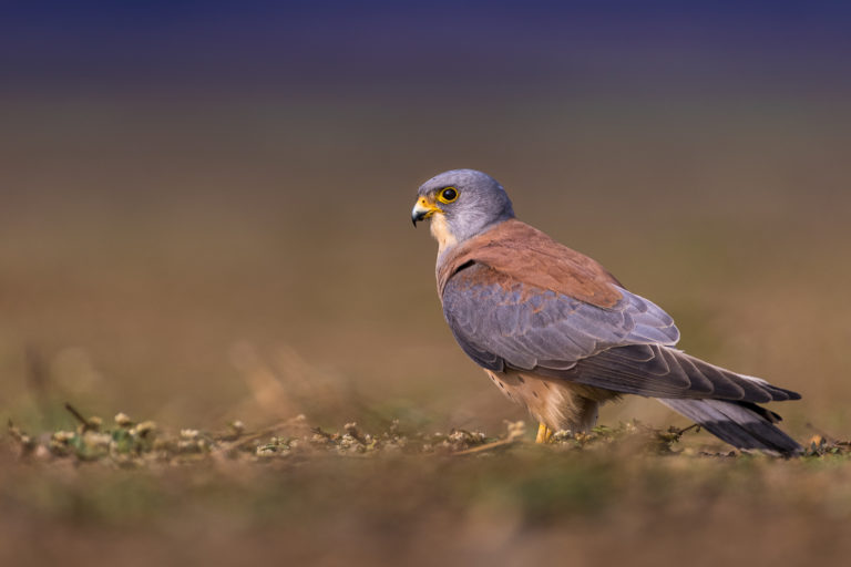 Landmark report details how human activities can disrupt animal ...