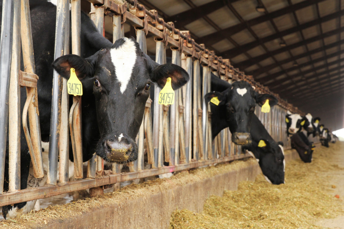 Dairy cows in Texas, Kansas test positive for avian flu | PBS News